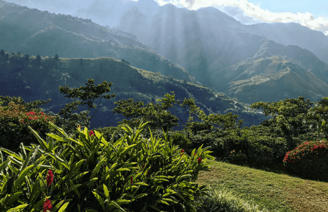 Sustainable Coffee Supporting Communities – Java Love Coffee