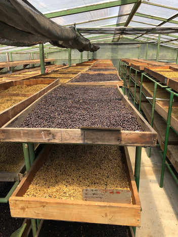 Best Coffee in Montclair & New Jersey – Java Love Coffee – Java Love Coffee